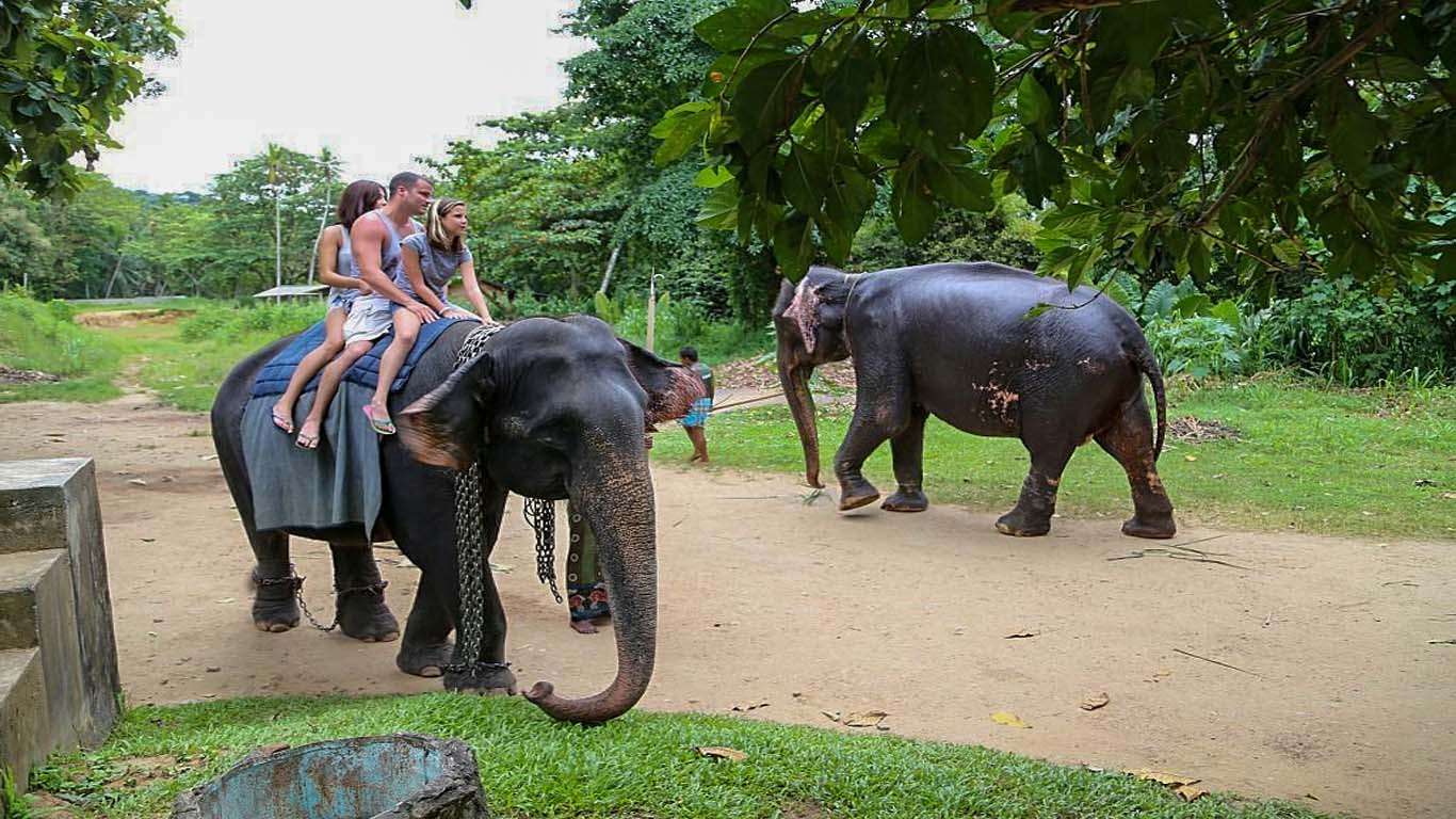 Activities with Elephants | Deyo Tours
